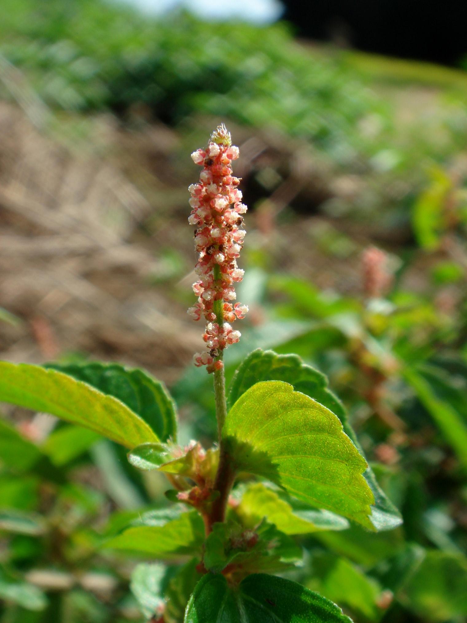Acalypha australis L.